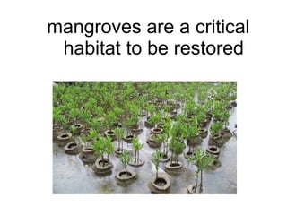 Mangroves power point | PPT