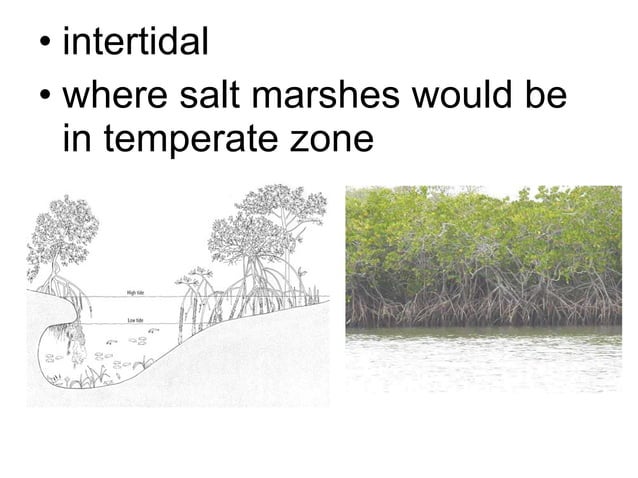 Mangroves power point | PPT | Geography | Science