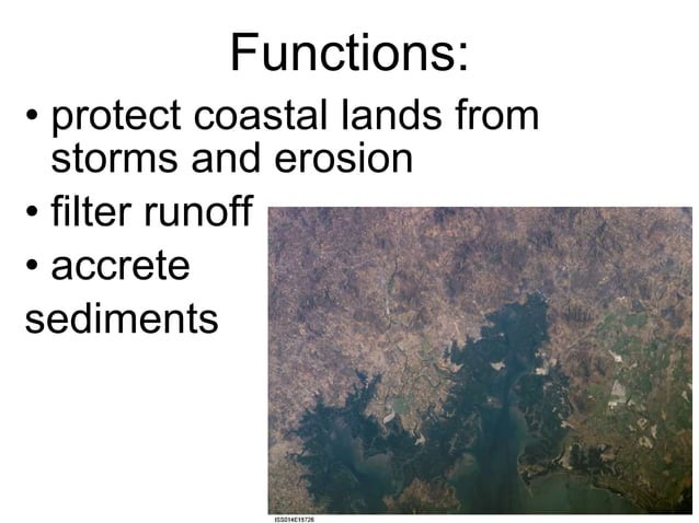 Mangroves power point | PPT | Geography | Science