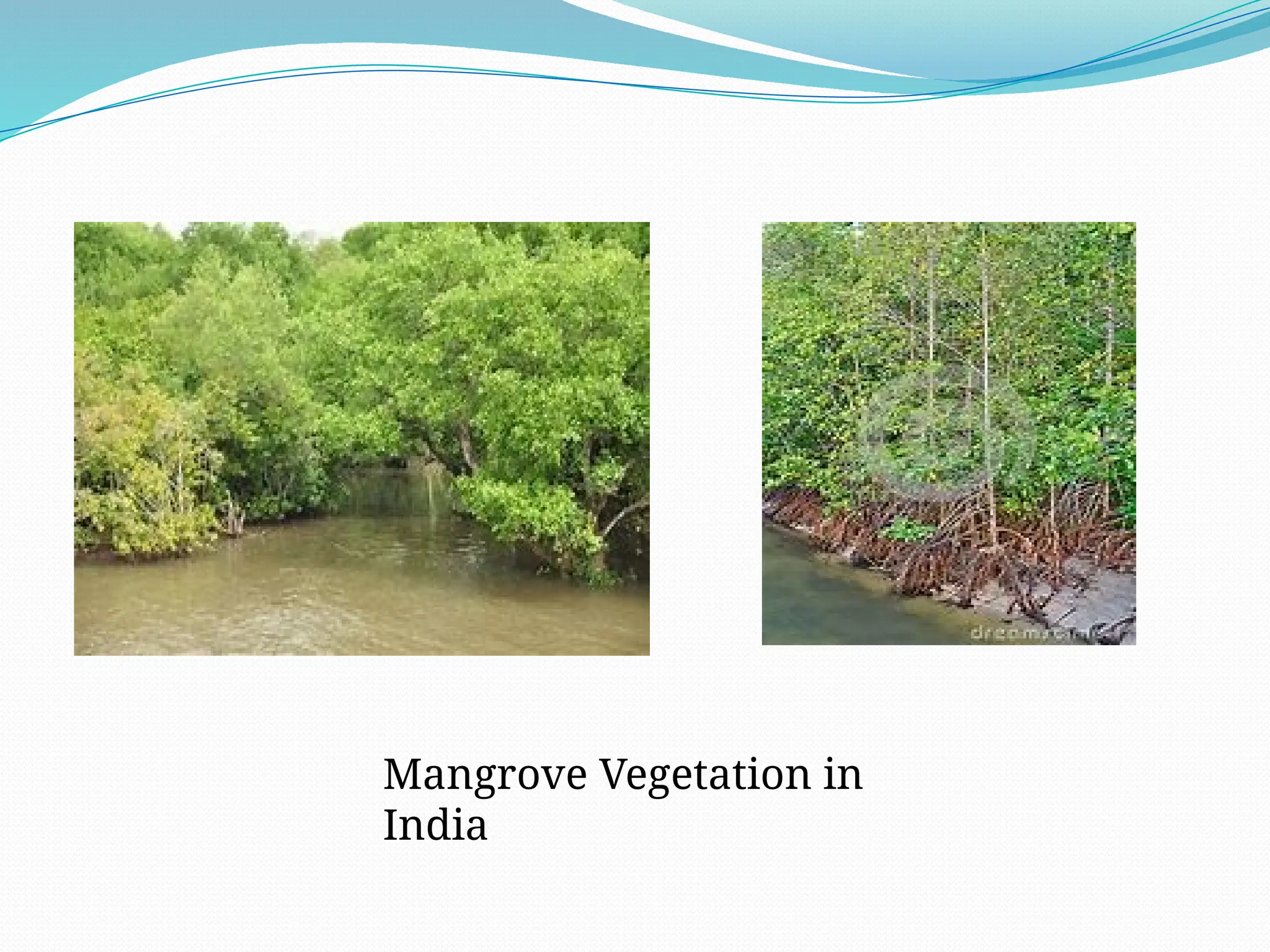 Mangroves bsc botany first year department of botany PPT.pptx