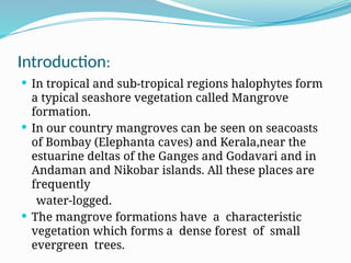 Mangroves bsc botany first year department of botany PPT.pptx