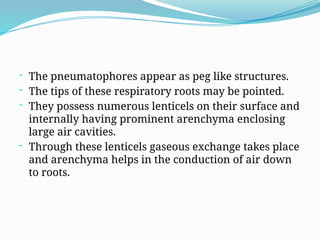 Mangroves bsc botany first year department of botany PPT.pptx