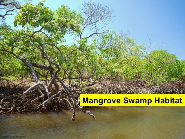 Mangrove Habitat