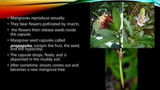 Mangrove swamps | PPTX