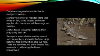 Mangrove swamps | PPTX
