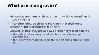 COASTAL GEOGRAPHY - MANGROVE SWAMPS.pptx