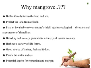 Mangrove forest | PPTX