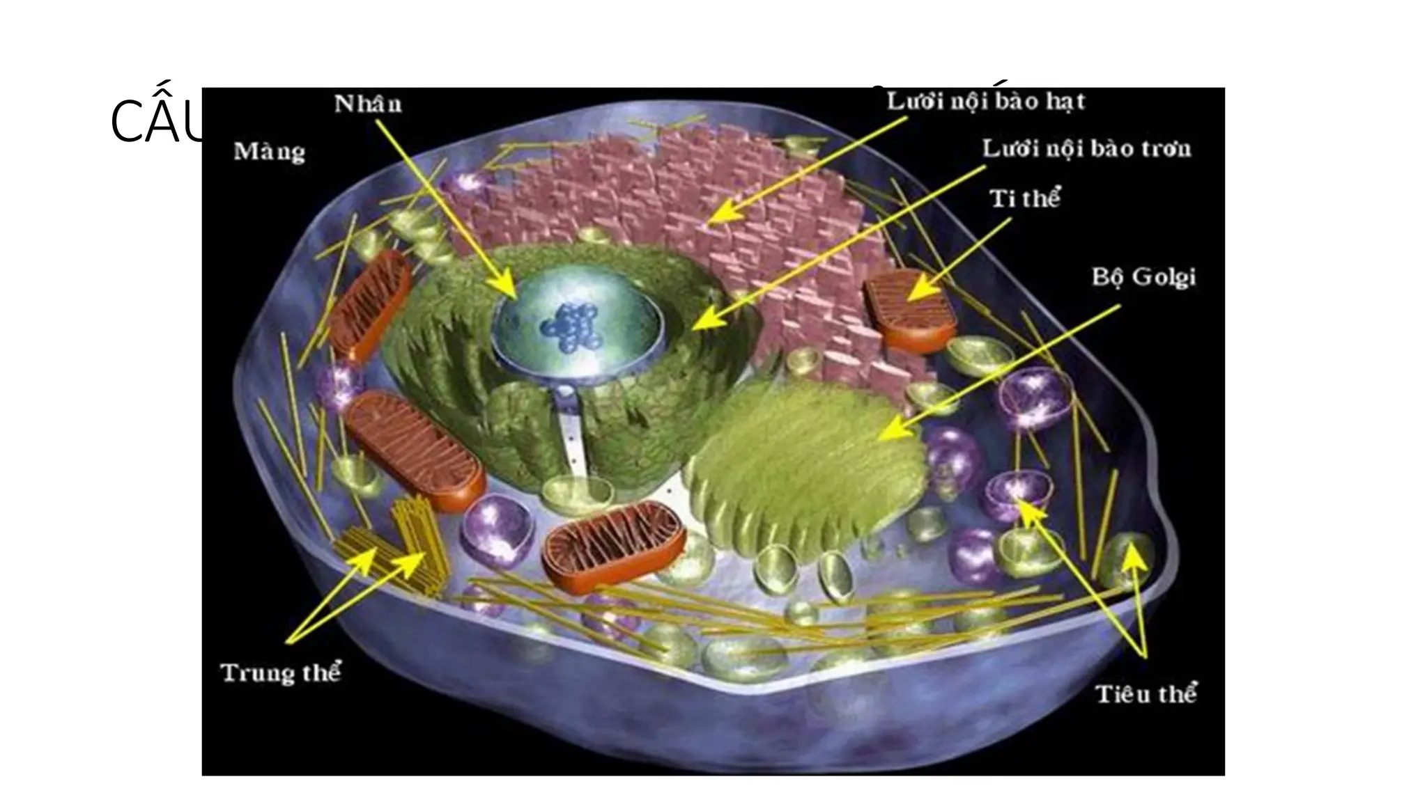 Mang te bao, te bao chat va cac bao quan | PPTX