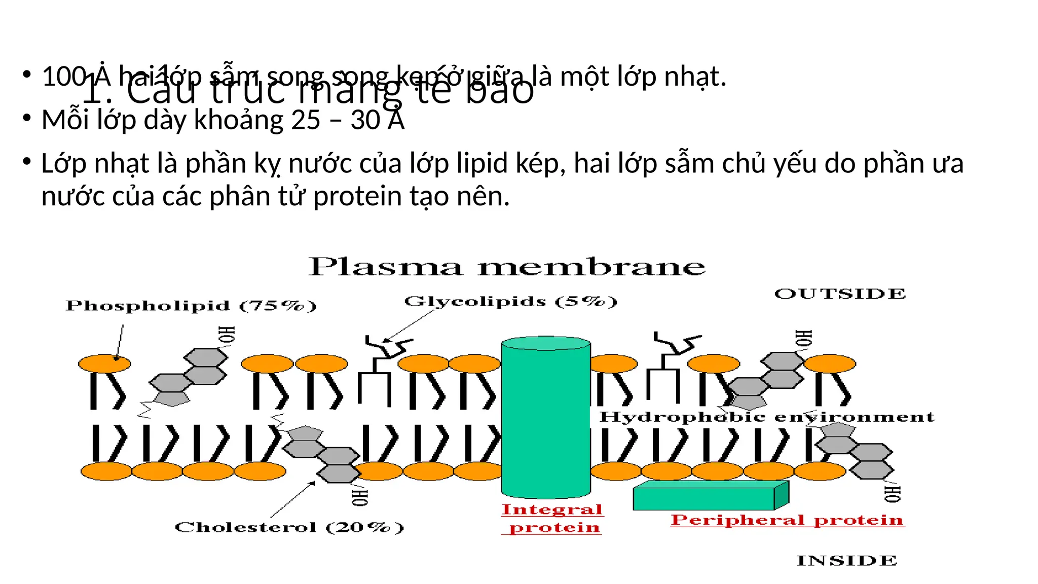 Mang te bao, te bao chat va cac bao quan | PPTX