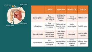 Exploración de Manguito Rotador | PPTX