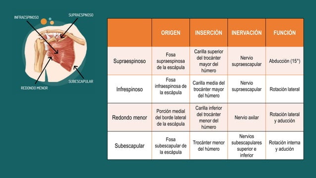 Exploración De Manguito Rotador Ppt