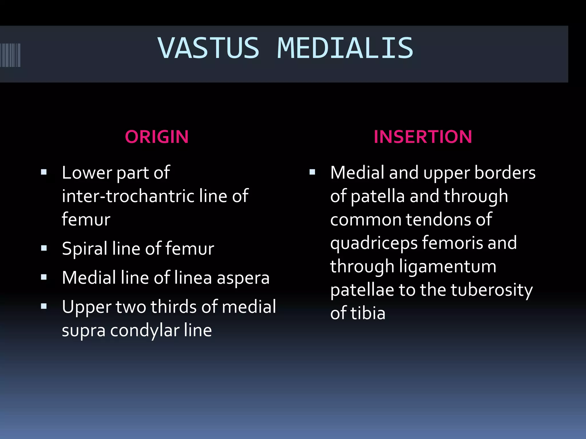 muscles of lower limb | PPTX
