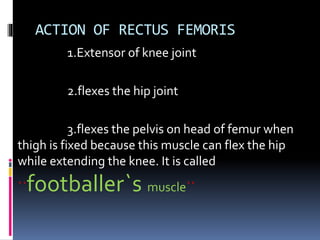 muscles of lower limb | PPTX