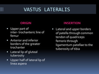 muscles of lower limb | PPTX