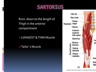muscles of lower limb | PPTX