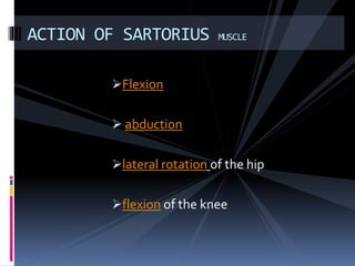 muscles of lower limb | PPTX