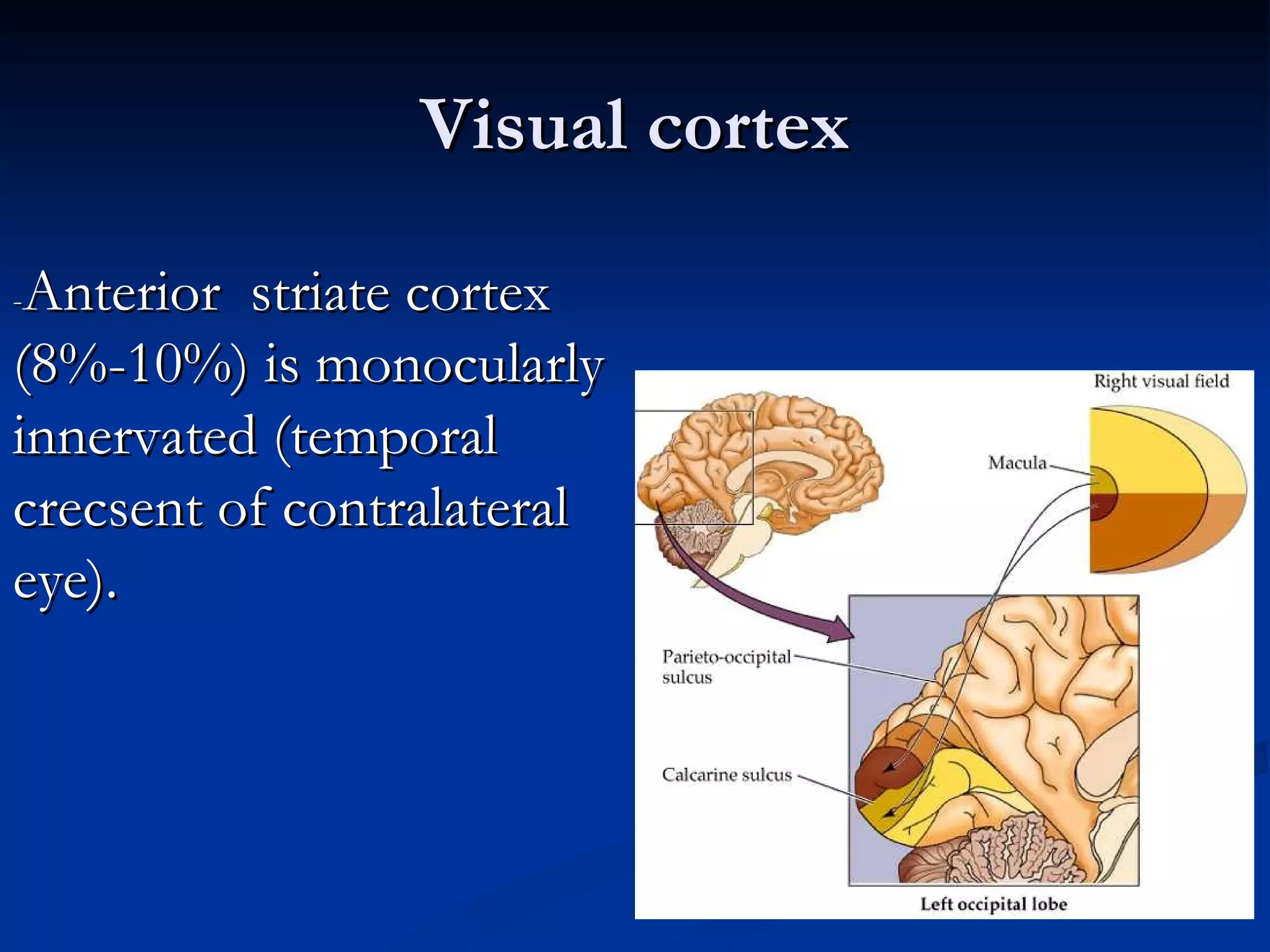 Anatomy and Lesions of Visual Pathways | PPT
