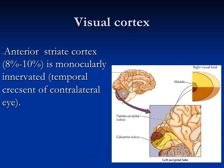 Anatomy and Lesions of Visual Pathways