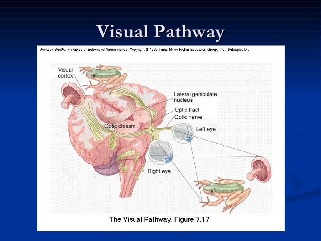 Anatomy and Lesions of Visual Pathways