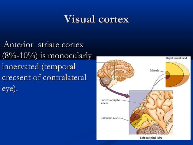 Manifestations of visual pathway lesions | PPT | Brain and Nervous ...