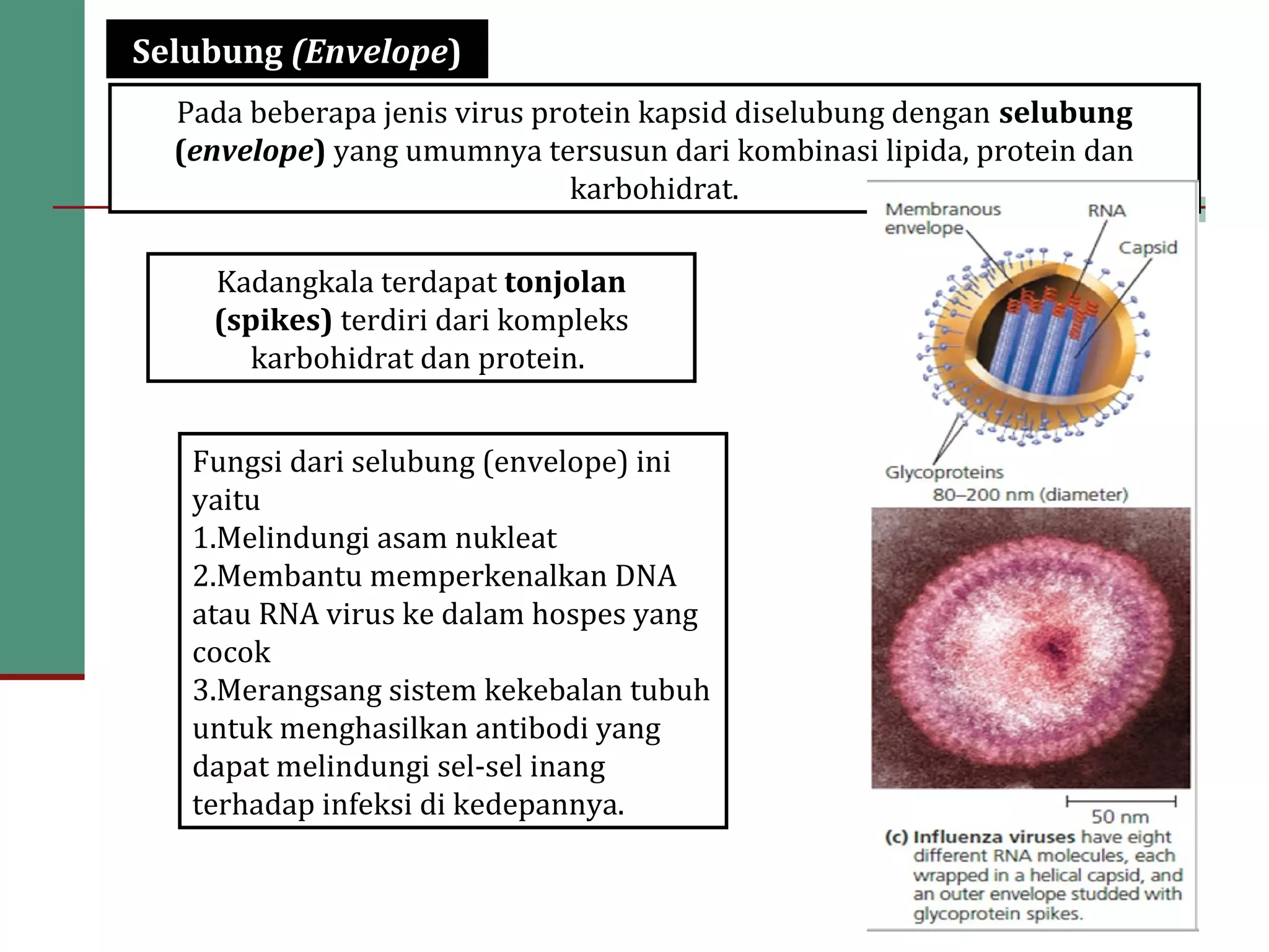 Manipulasi sel pada kultur | PPT