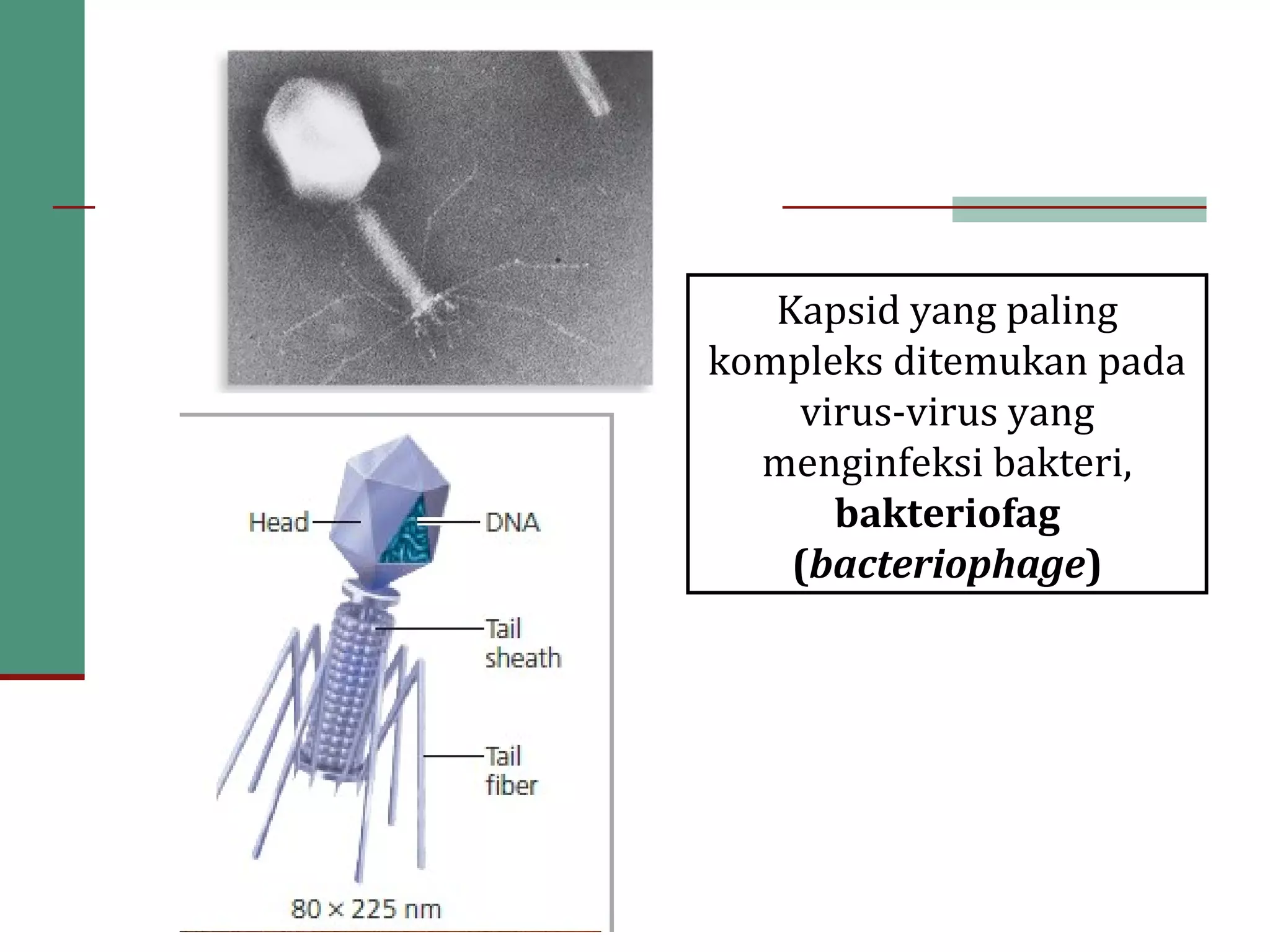 Manipulasi sel pada kultur | PPT