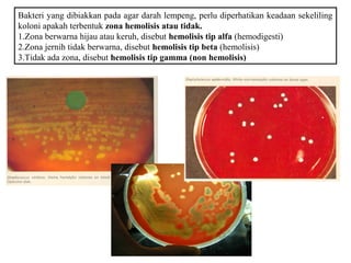 Manipulasi sel pada kultur | PPT