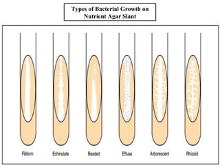 Manipulasi sel pada kultur | PPT