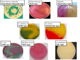 Manipulasi sel pada kultur | PPT