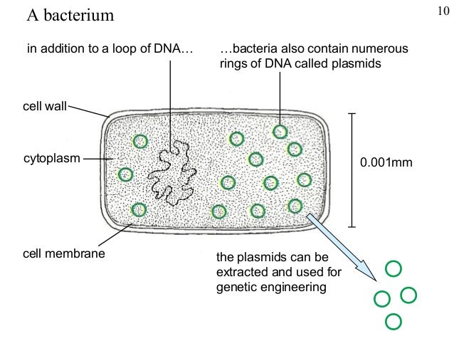 Biology Manipulating genes