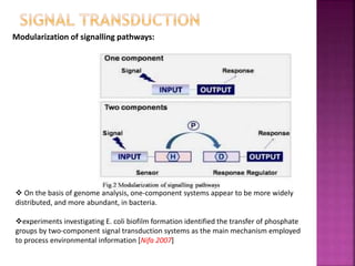 Manipulating bacterial cell fate via signal transduction | PPTX