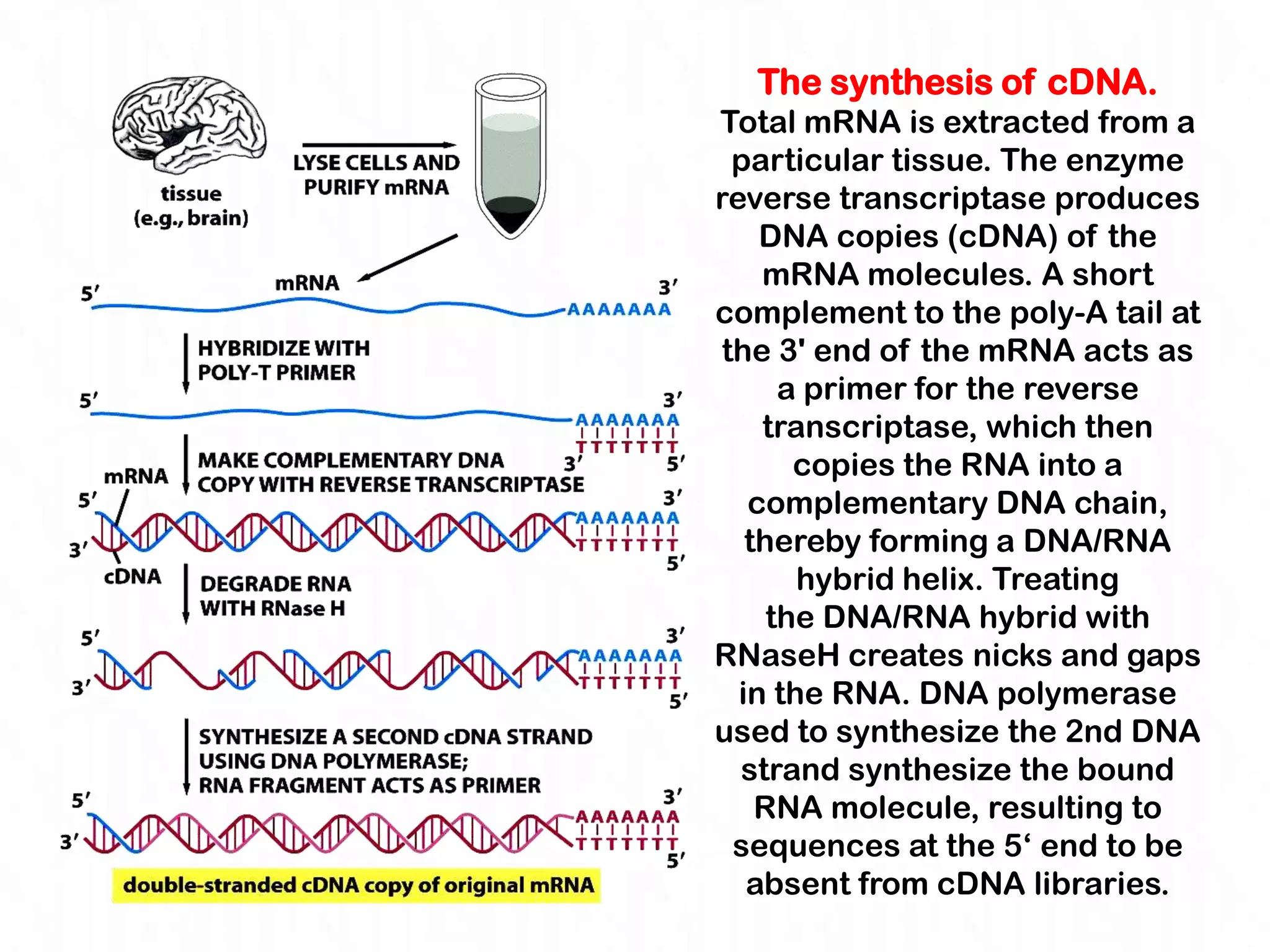 Manipulating nucleic acids | PPTX