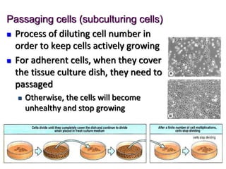 Manipulation of cell death 11 02-15 | PPTX