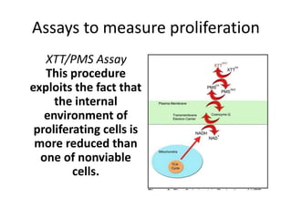 Manipulation of cell death 11 02-15 | PPTX