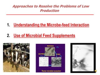 Manipulation of rumen fermentation by use of microbial feed ...