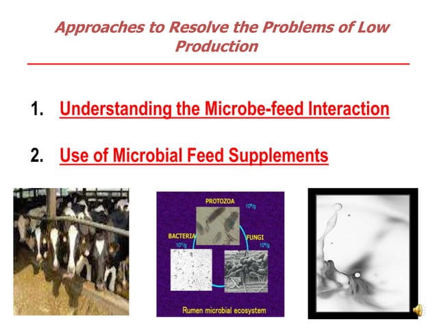 Manipulation of rumen fermentation by use of microbial feed additivesmicrobial | PPTX ...