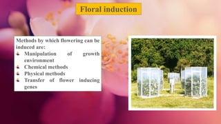 Manipulation of Flowering in Forest Trees | PPTX | Endocrine and ...