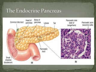 Pancreatic hormone endocrine gland | PPTX