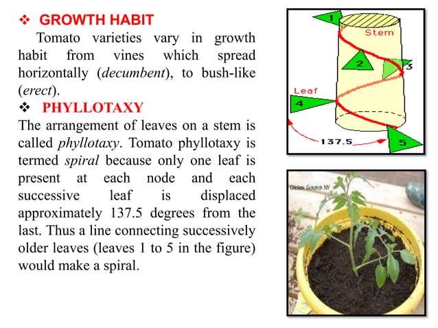 Systematics of tomato | PPT | Gardening | Home & Garden