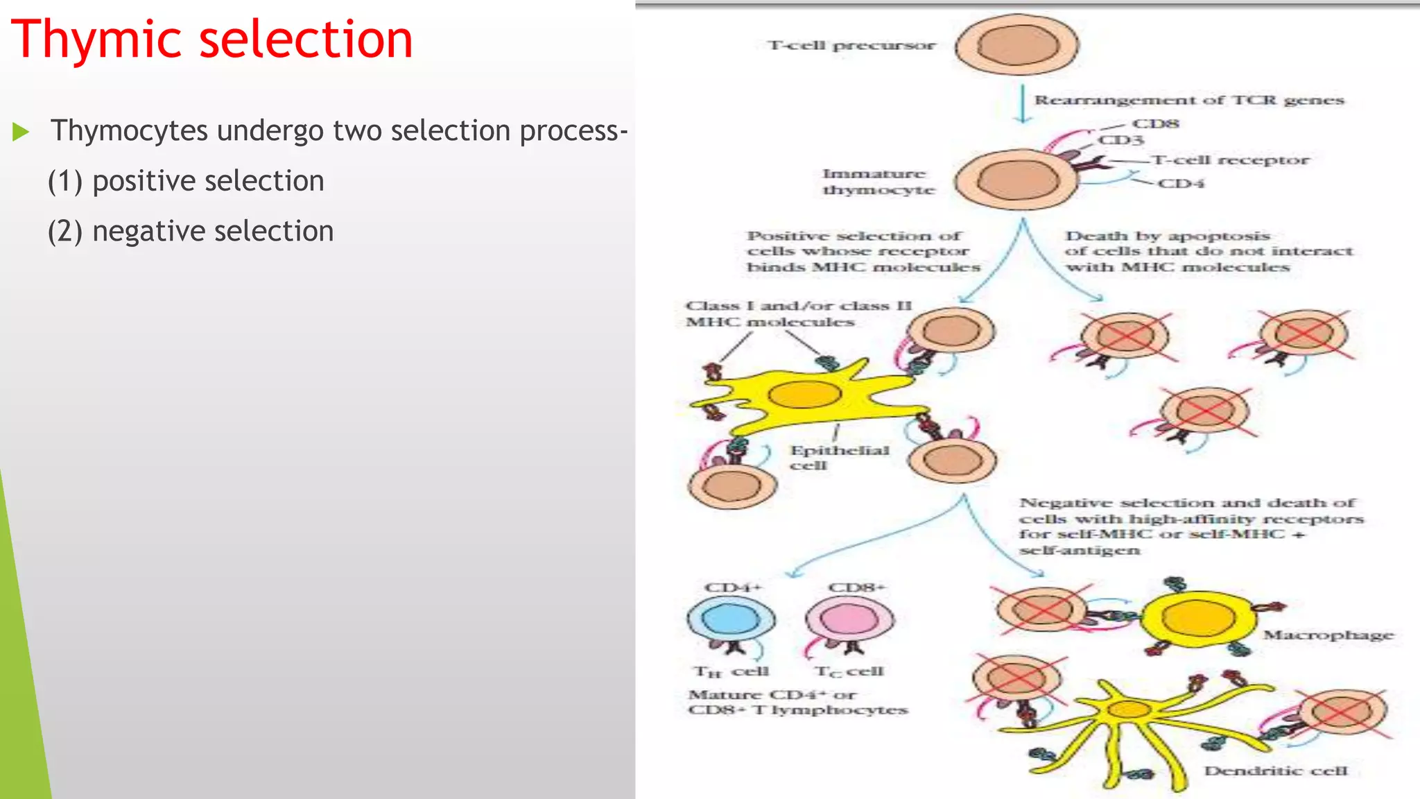 Manisha t cell | PPTX