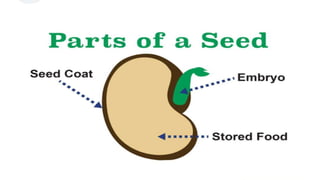 Seed and it's types | PPTX