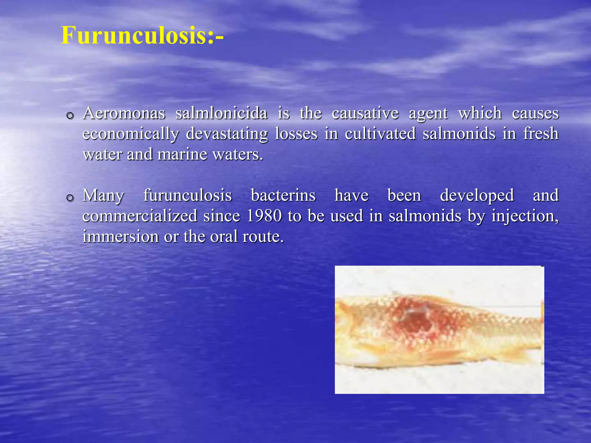 vaccination in fish | PPTX