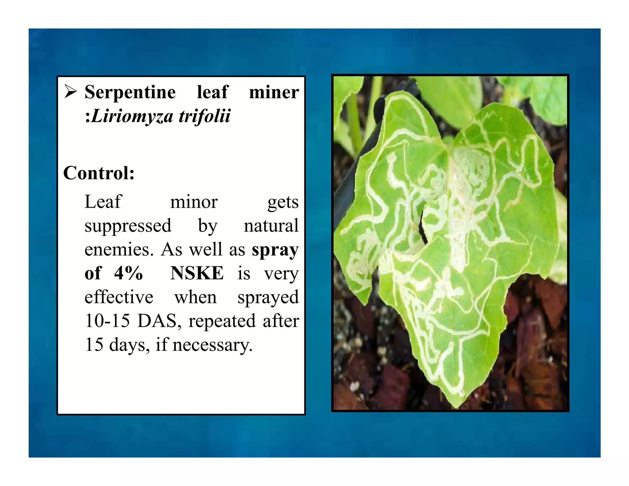 Pointed gourd production technology | PDF