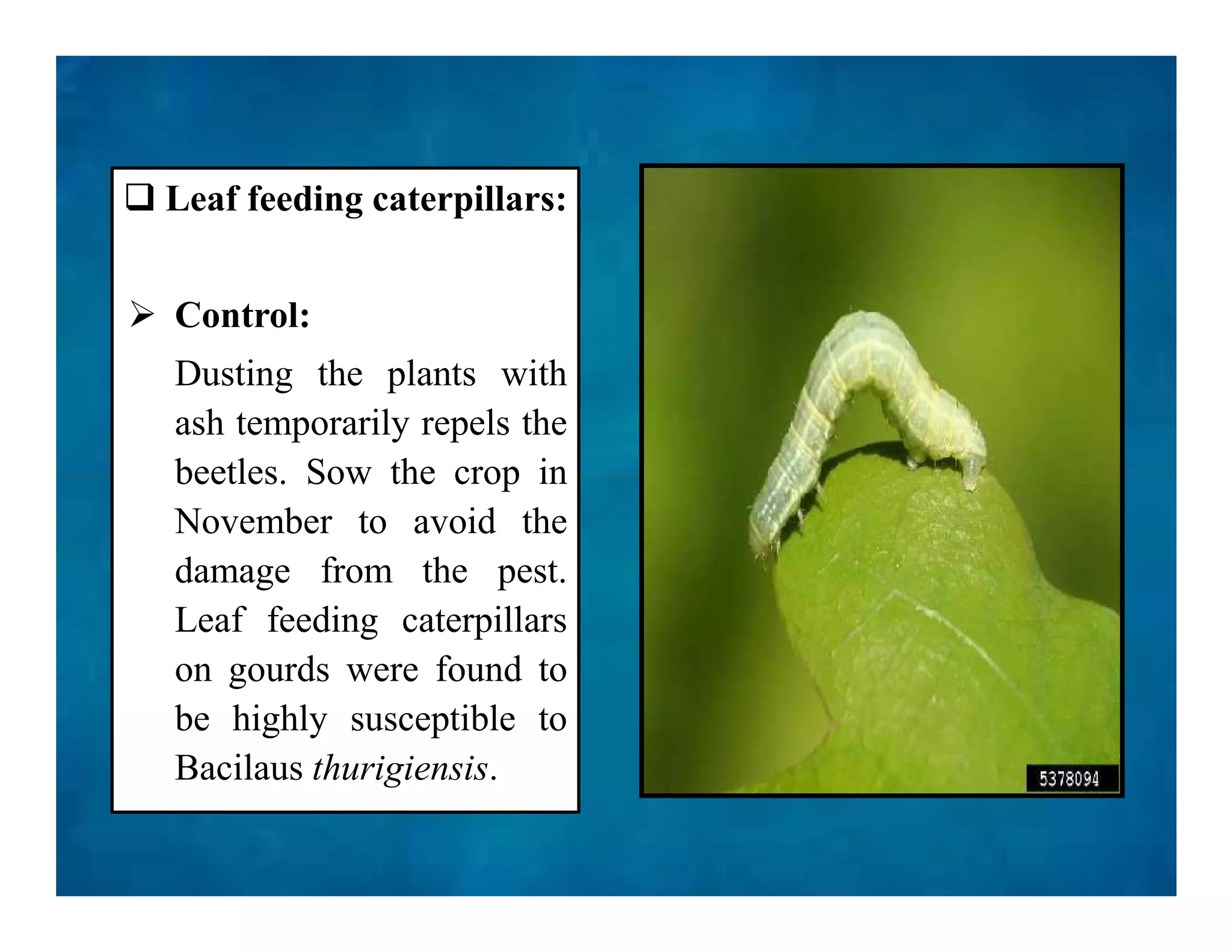Pointed gourd production technology | PDF