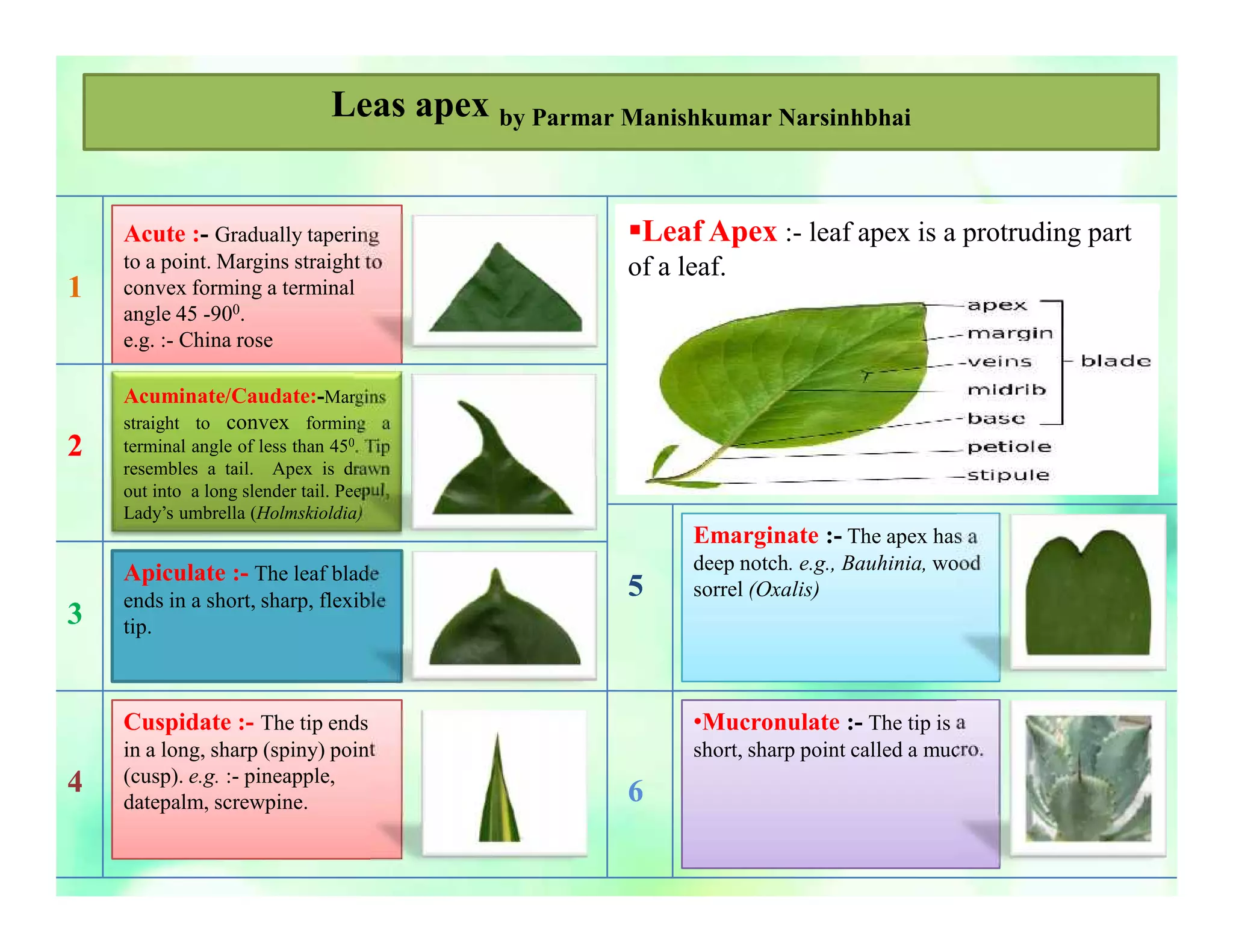 Leaf apex type | PDF