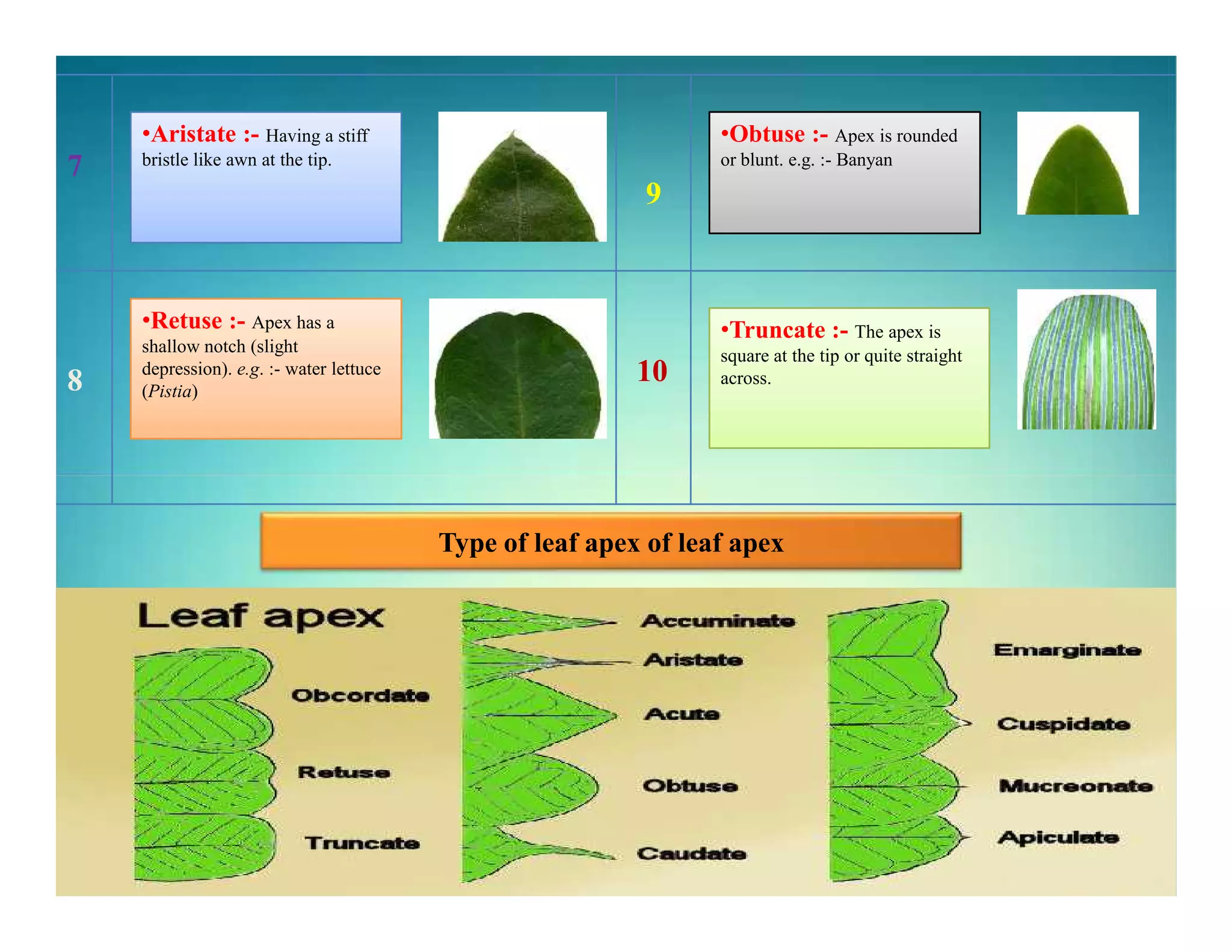 Leaf apex type | PDF