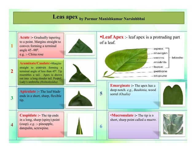 Leaf apex type | PDF | Geology | Science