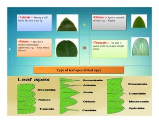 Leaf apex type | PDF