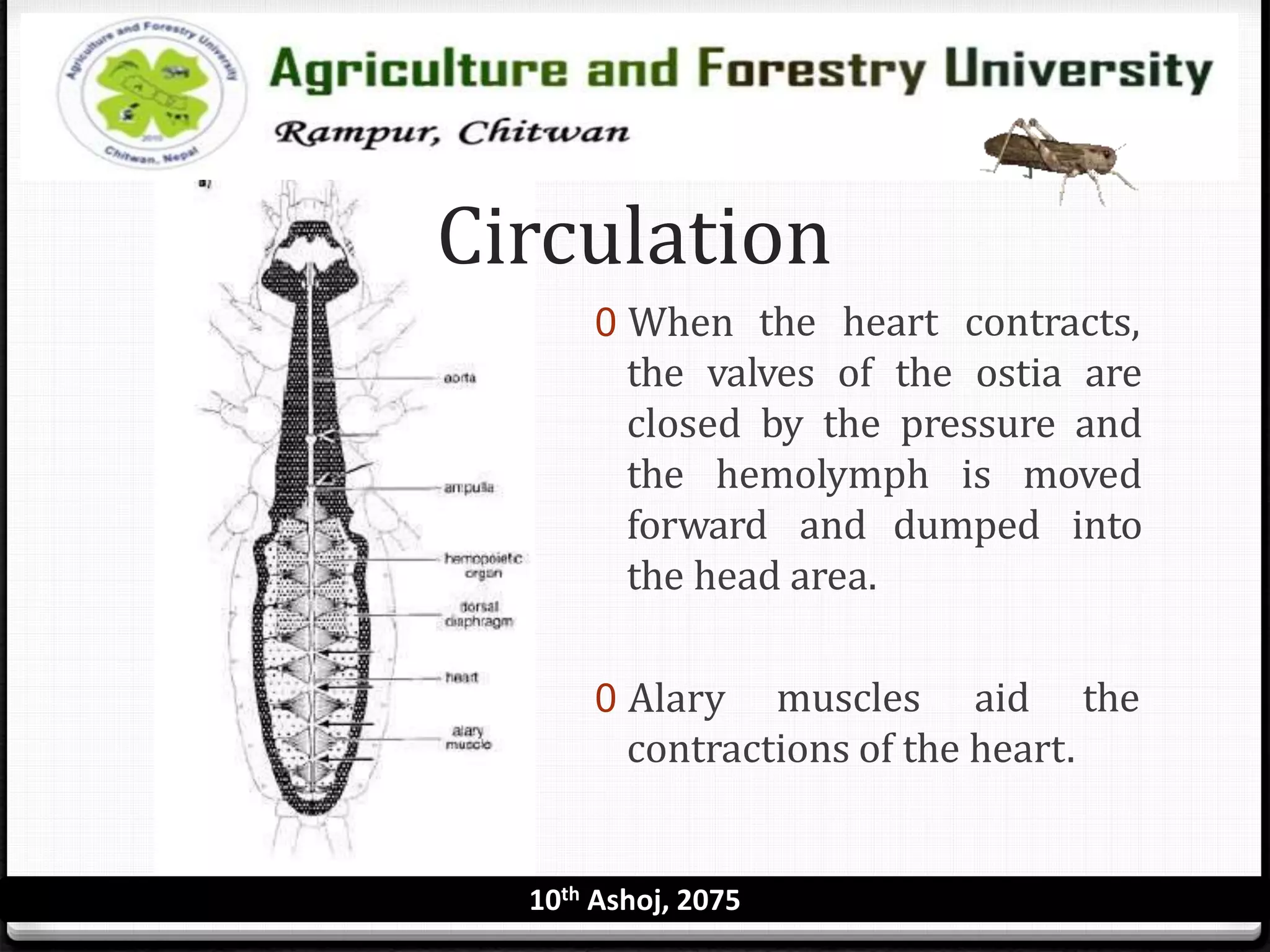 Circulatory system of insects | PPTX