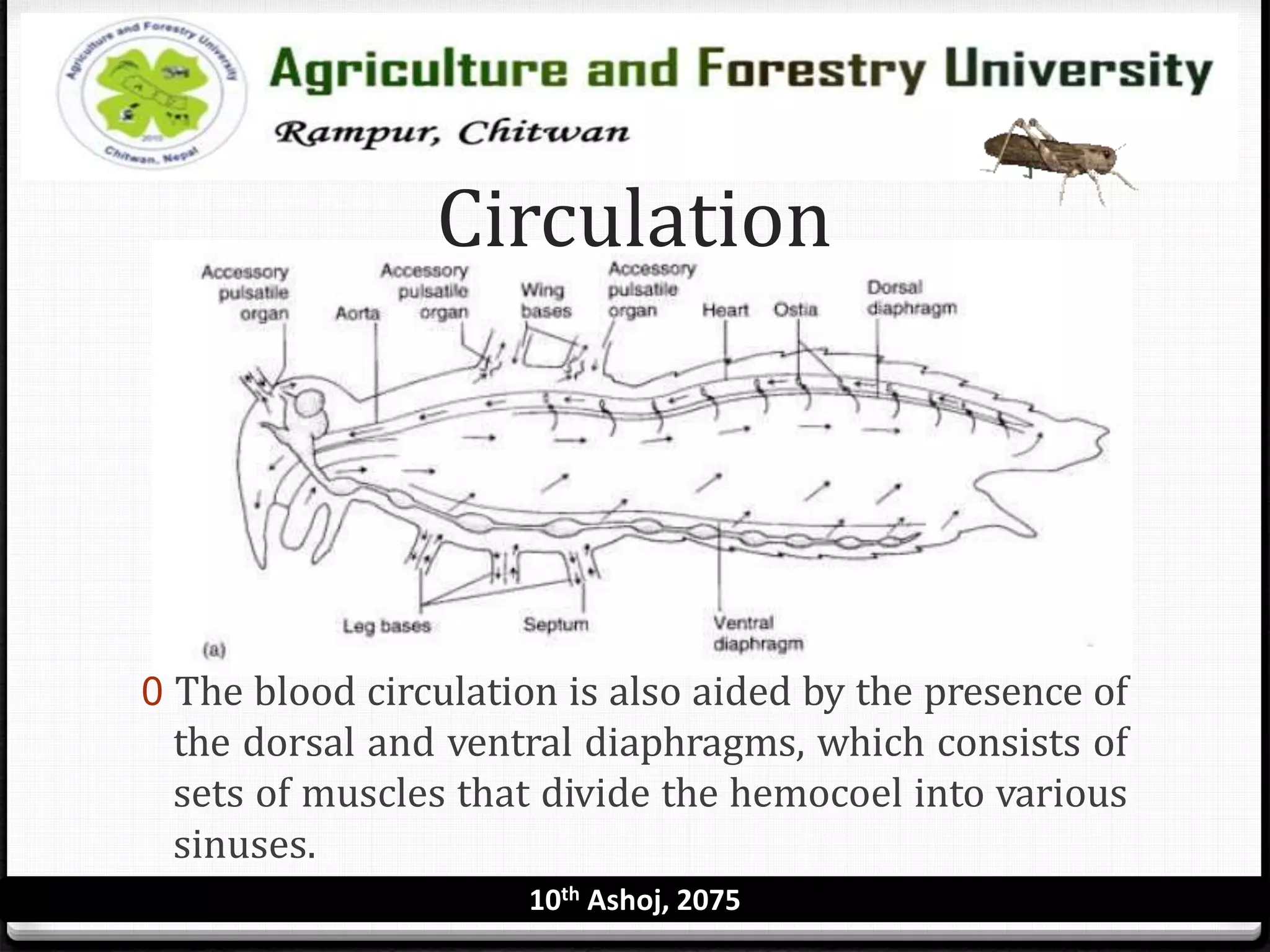 Circulatory system of insects | PPTX